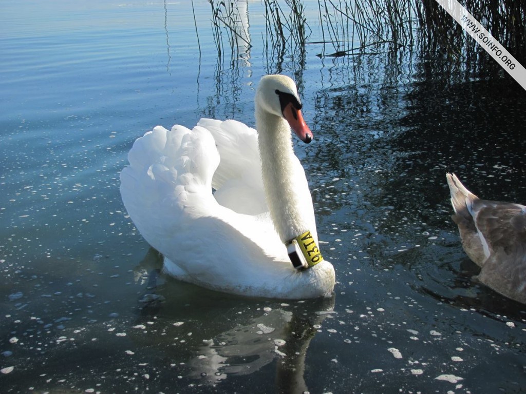 Labudove prate pomoću ogrlice - Vesti iz Sombora - SOinfo.org - Sombor 24/7